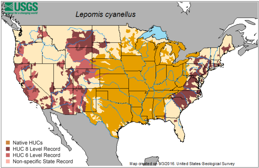 Virginia Tech Ichthyology Class : Green Sunfish Is One Tough Sparring ...