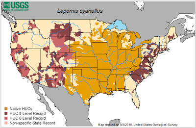 Virginia Tech Ichthyology Class : Green Sunfish Is One Tough Sparring ...