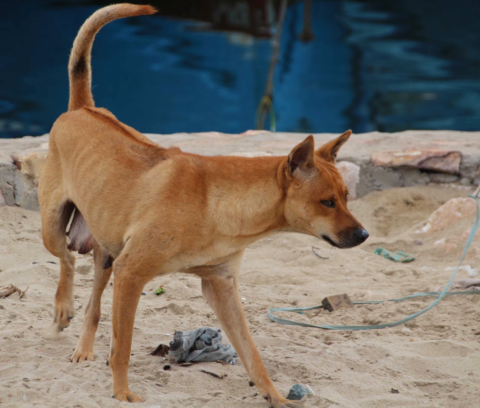 JC et Jo au Vietnam : 24 au 28 février:île de Phu Quoc