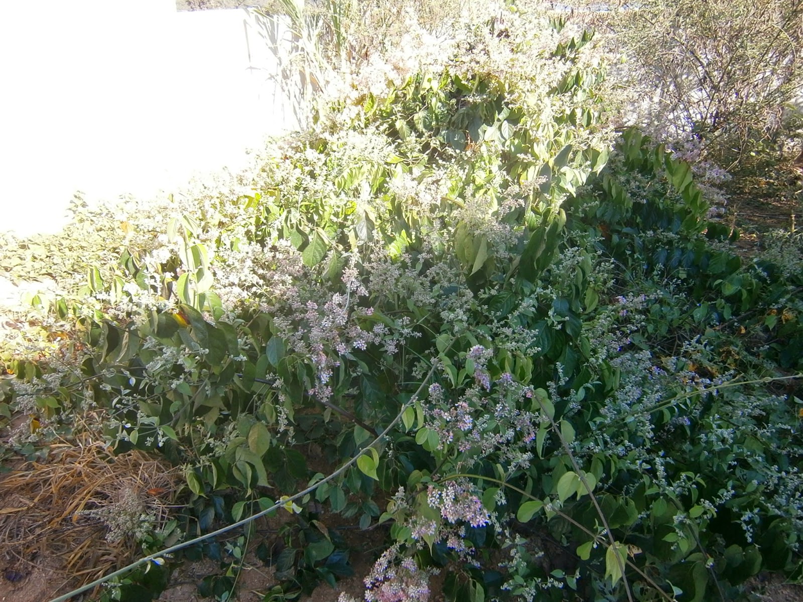 Zelando pela Chacrona e pelo Jagube: Segunda Floração do Jagube! Parte 2