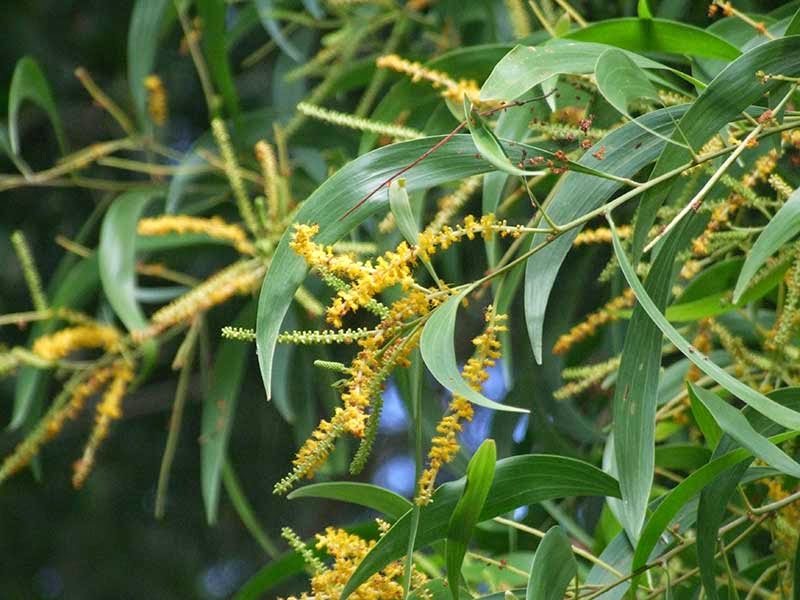 Flora de Puerto Rico Ilustrada Papo Vives: MIMOSOIDEAE ACACIA ...