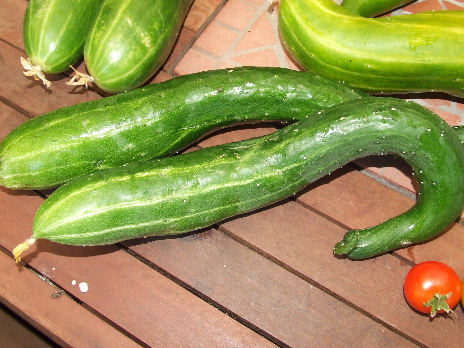 Saturday Morning Harvest - The Greening of Gavin