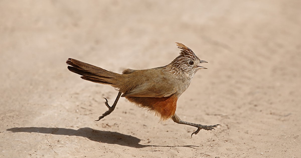 mis fotos de aves: Rhinocrypta lanceolata Gallito Copetón Crested Gallito