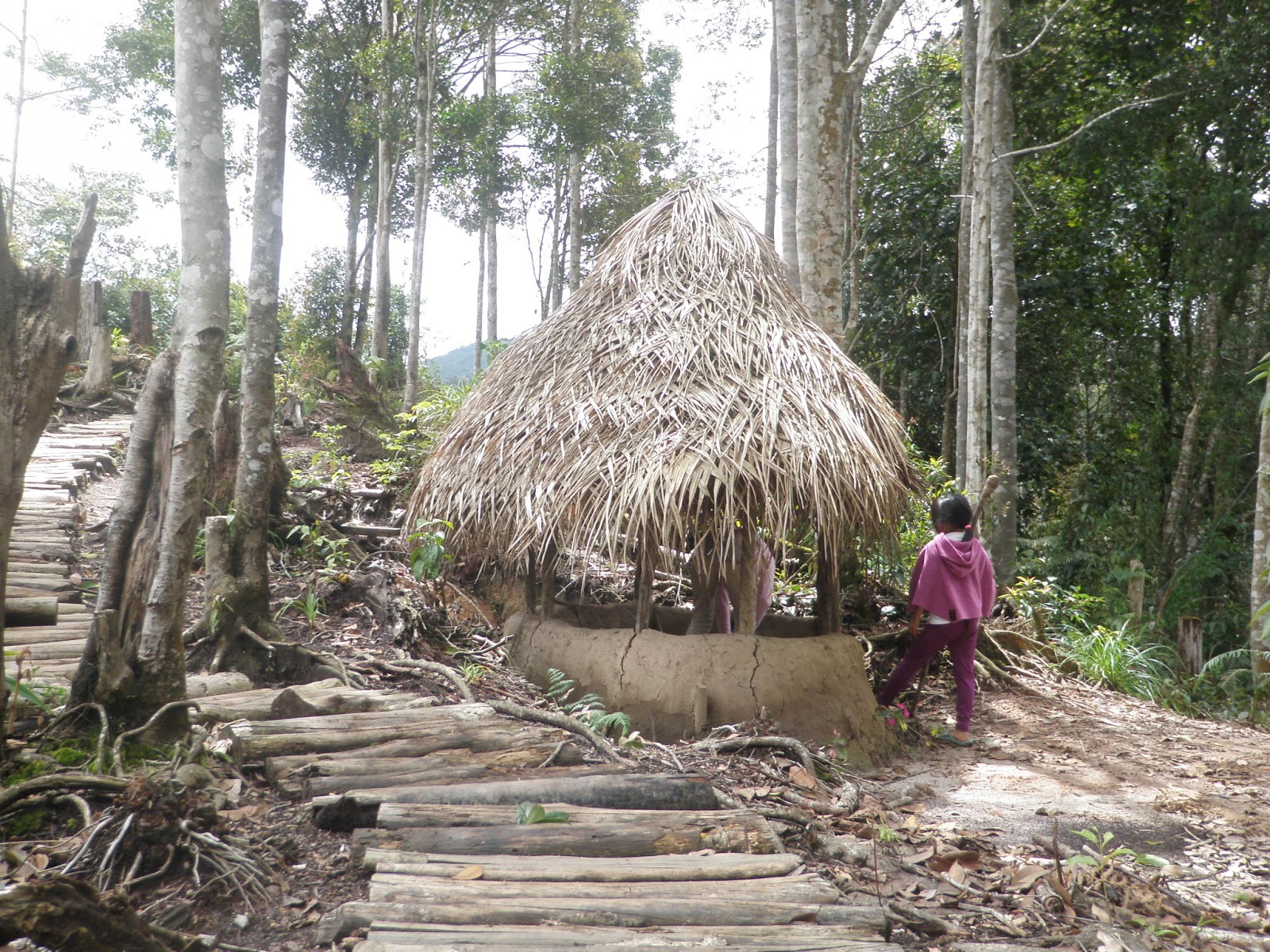 Unschooling Homeschool: Terra Farm Tree House Brinchang Cameron ...
