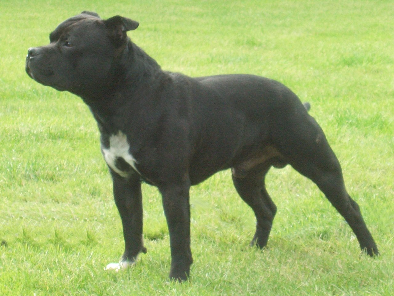 Nós, os Cachorros - No Japão: Raças De Cachorro: Staffordshire Bull Terrier