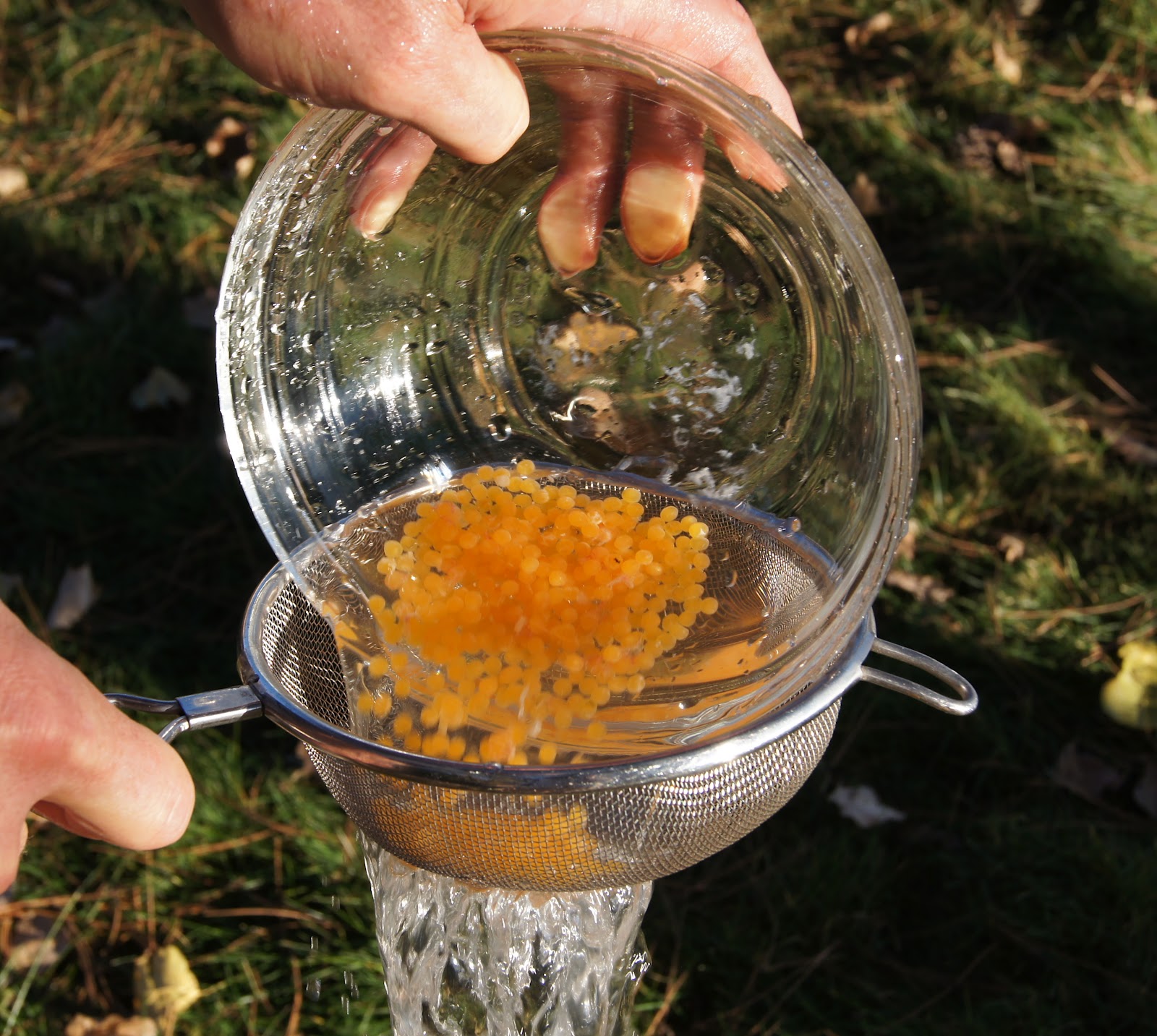 Trout Caviar: How to Make Trout Caviar