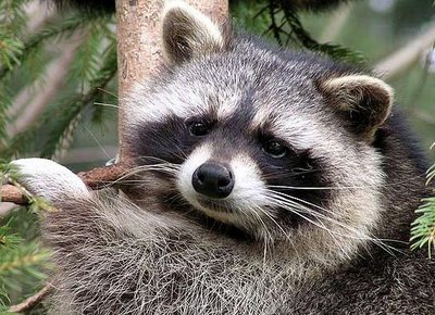 animales contentos: El mapache