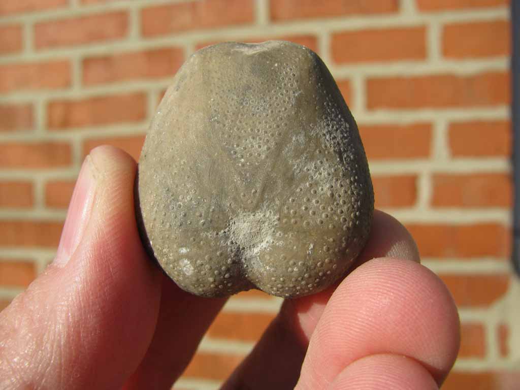 Views of the Mahantango: Hemiaster whitei from Texas