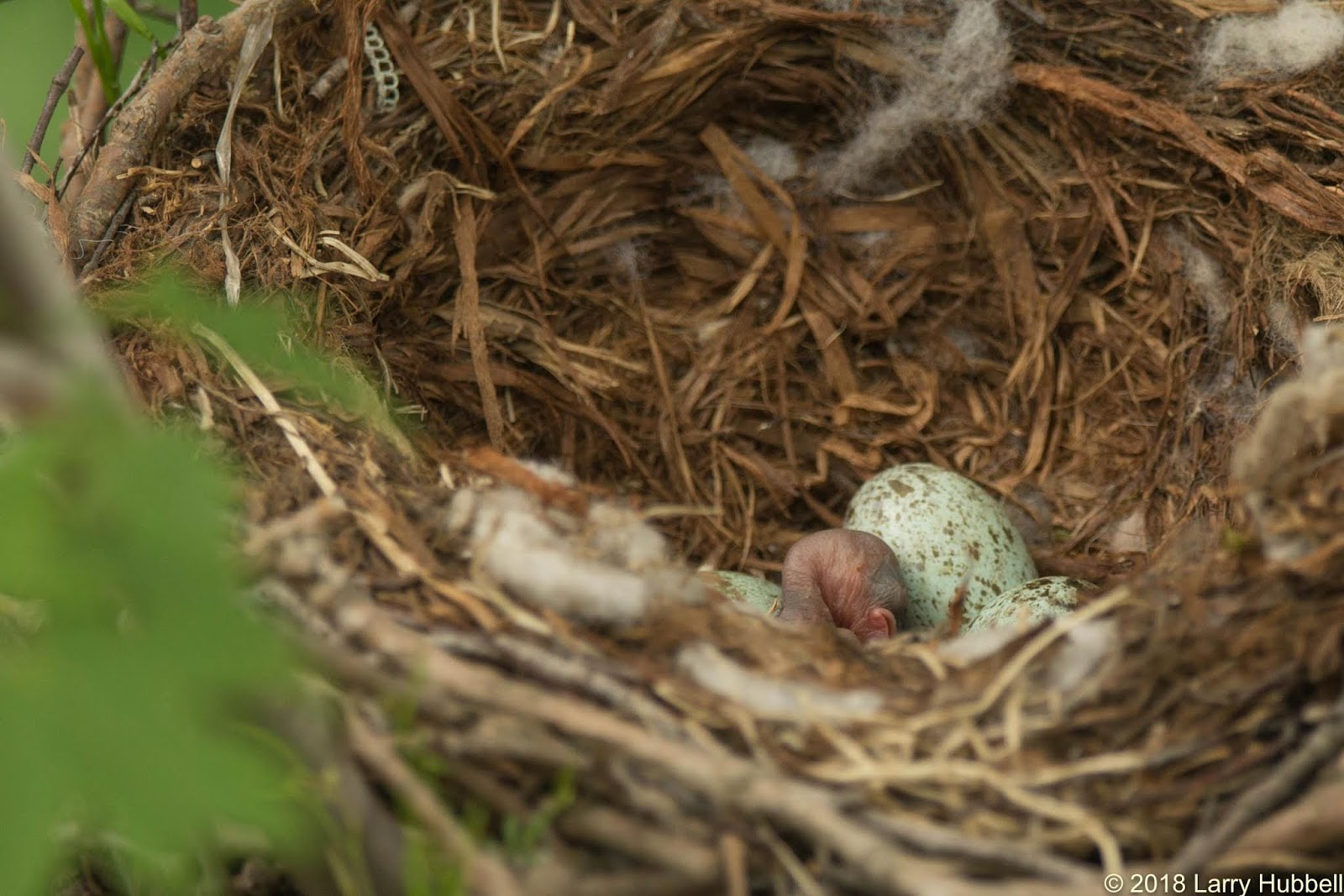 Union Bay Watch : Baby Crows