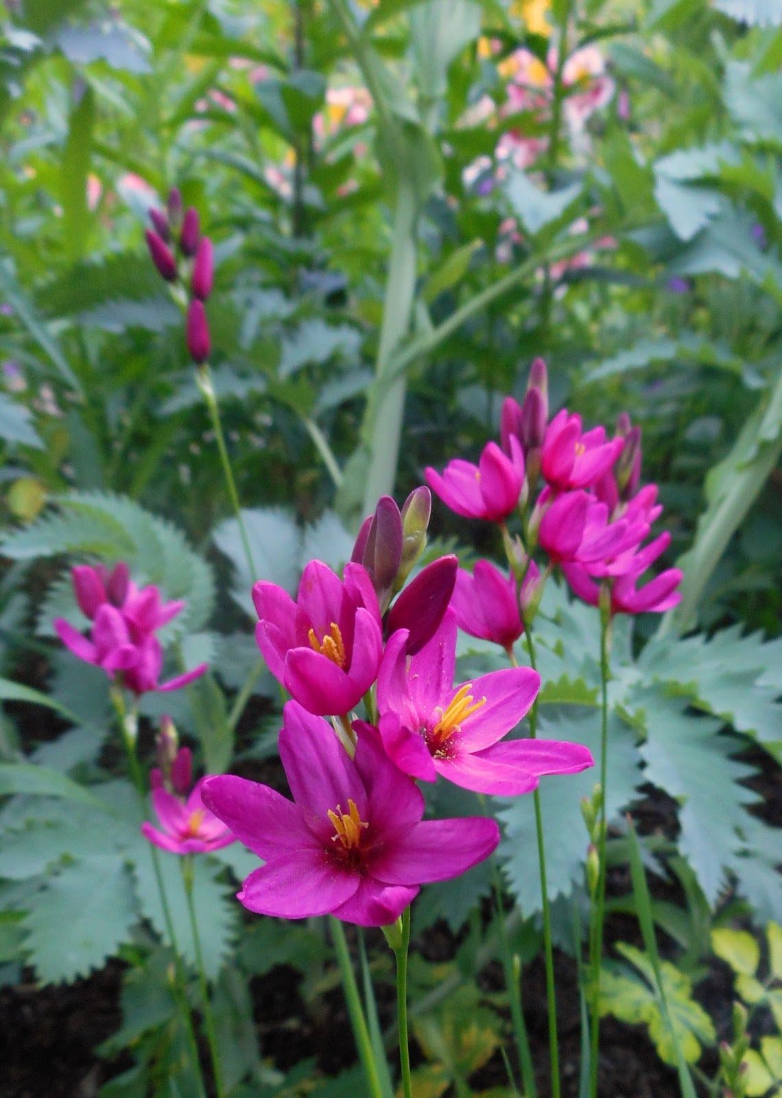 Gardening With Grace: My New Favorite Summer Bulb!