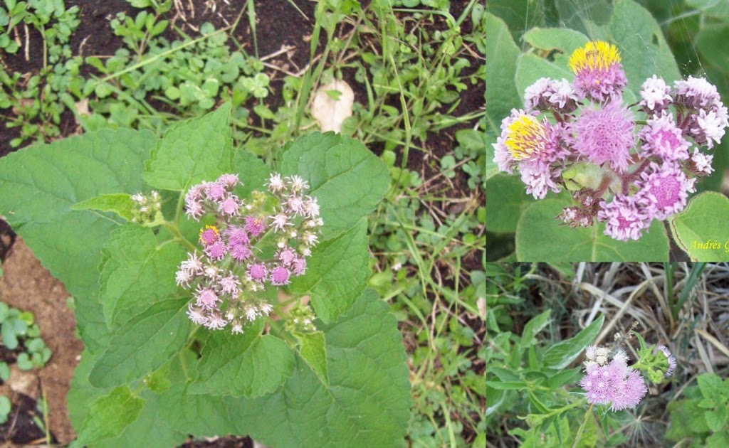 FOTOS DE FLORA NATIVA Y ADVENTICIAS DE URUGUAY : Urolepis hecatantha ...
