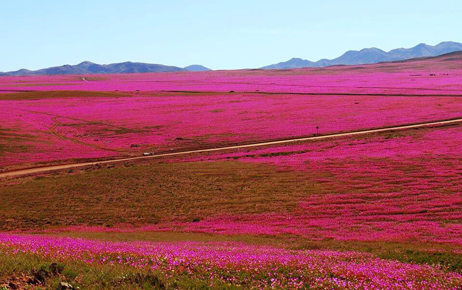 Este Viernes a las 17 horas es el Equinoccio de Primavera en Chile ...