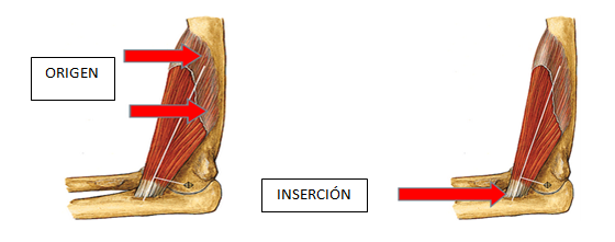More than strength: Origin-insertion and action of muscles/ Origen ...