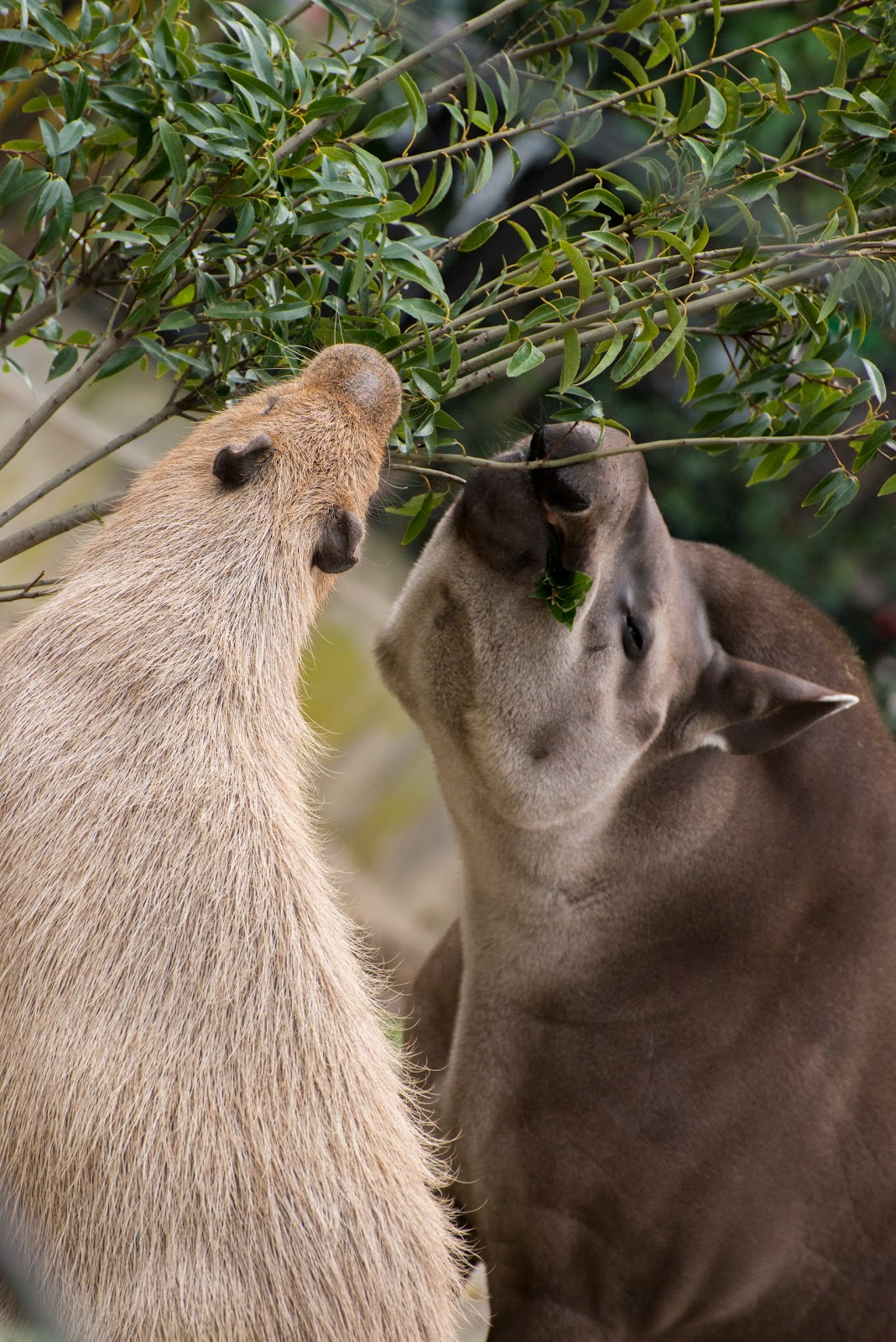Bank of PhotoGraphics: Ueno Zoo XIII: Capybara 4