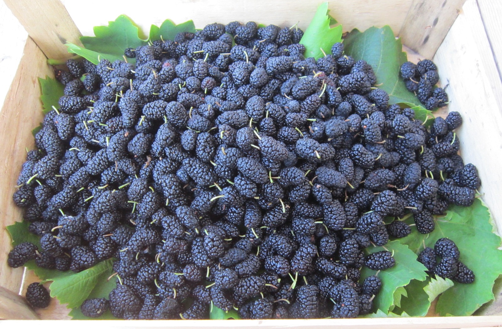 franca rita : La marmellata di gelsi