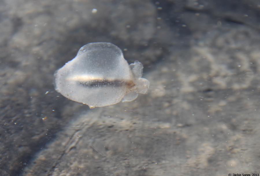 The Natural History of Bodega Head: Angel on the sand