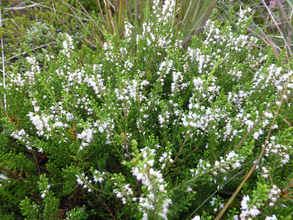 Erik Brejl: Hvid Lyng