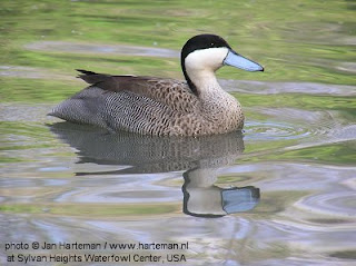 CONOCIENDO UN POCO MAS NUESTRO PERU: HUMEDAL DE SANTA ROSA "UN PARAISO ...