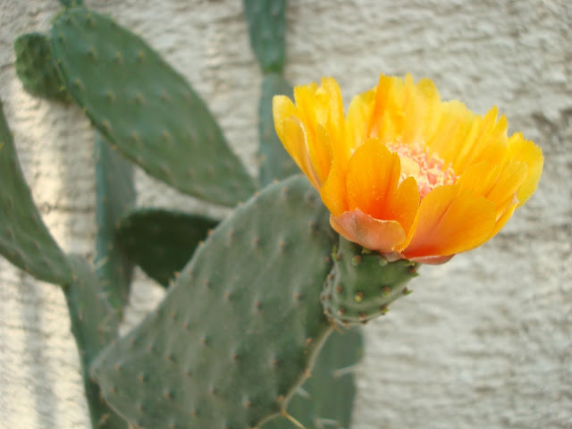 sancarlosfortin: flor de nopal opuntia elatior