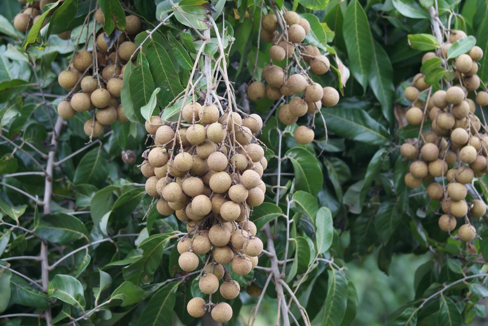 Bibit Tanaman Lengkeng Itoh jual Bibit Tanaman Lengkeng Itoh jual Bibit ...