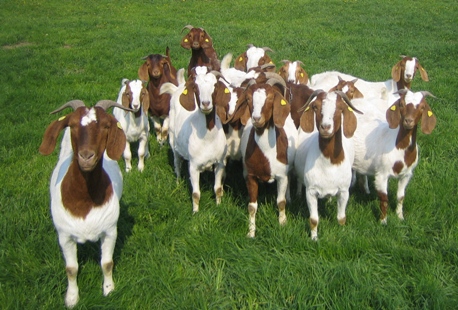 capre de lapte si de carne din import