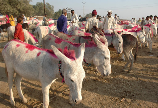 darshanapatel: GUJARAT FAMOUS FAIR