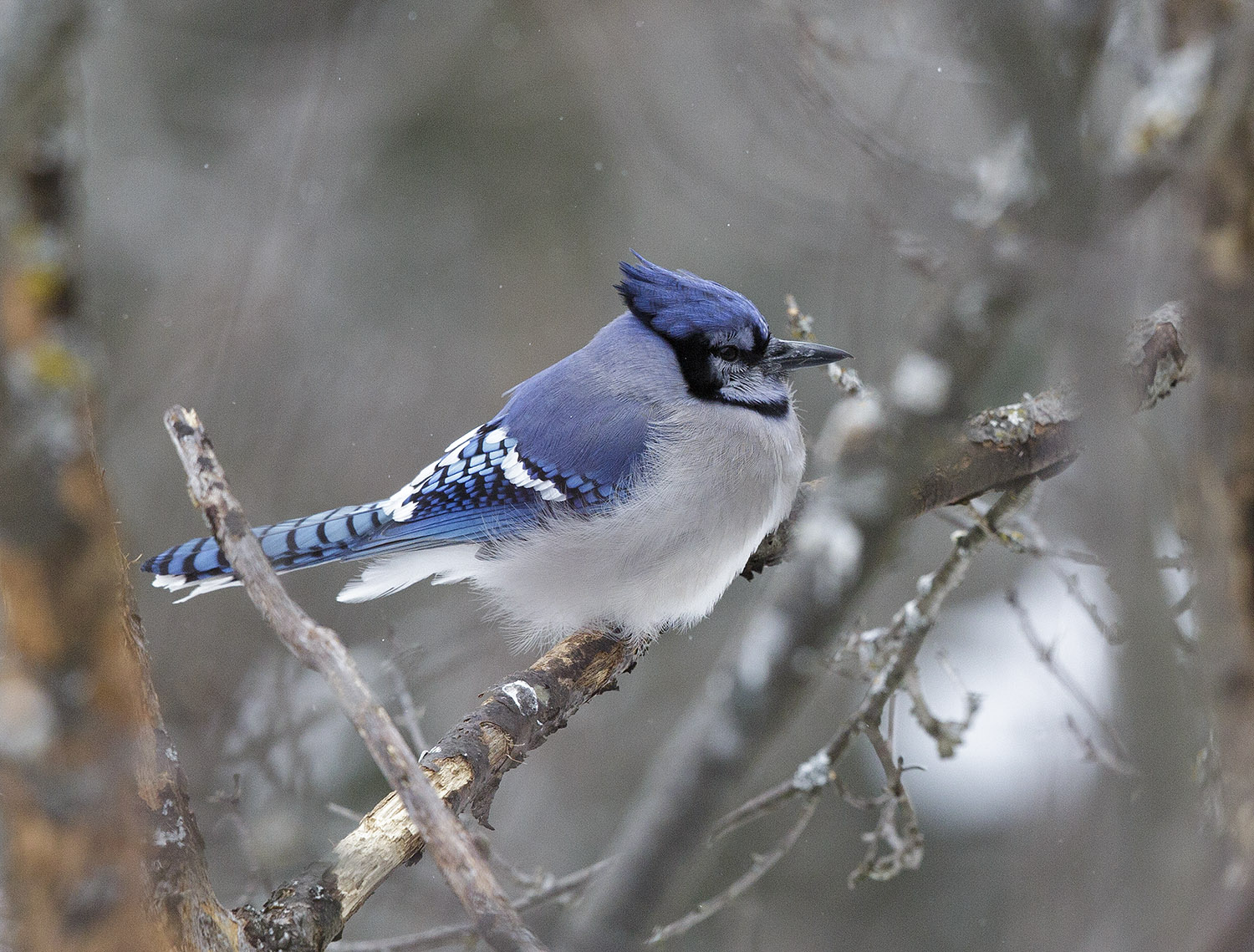 pewit: winter Blue Jays