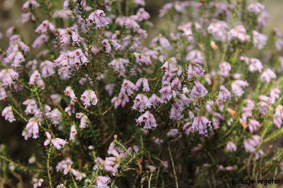 Paisaje vegetal: Erica, un género de brezo
