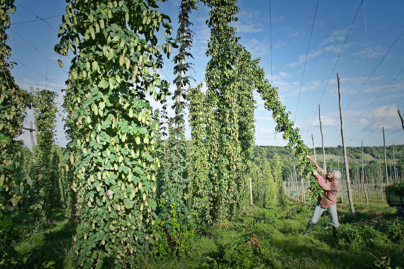 The Herb Hound: HOPS