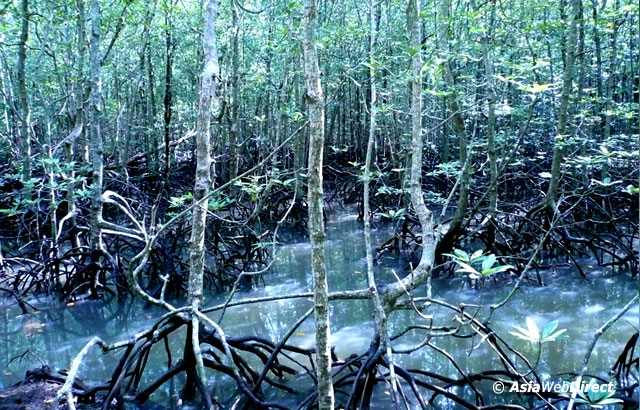 Langkawi Travel & Tour rz_travel Travel : MANGROVE SUNGAI KILIM