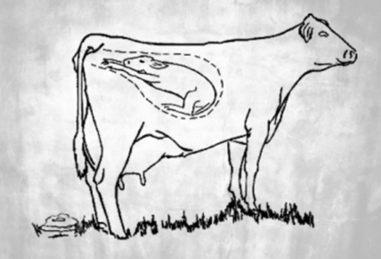 Software Ganadero Progan: 7 CUALIDADES QUE DEBE TENER UNA VACA MADRE DE ...