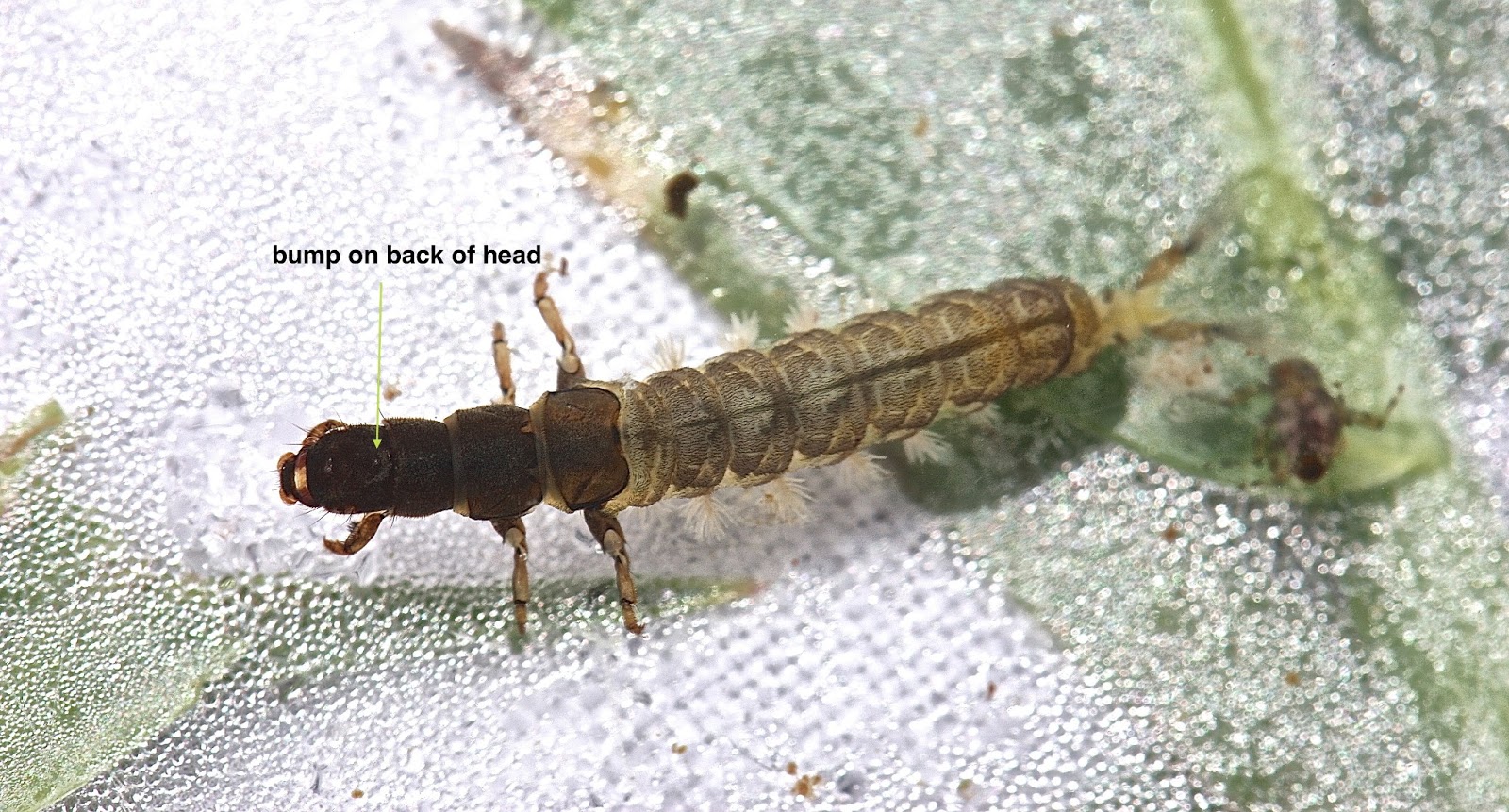 Aquatic Insects of Central Virginia: It's also common netspinner time ...