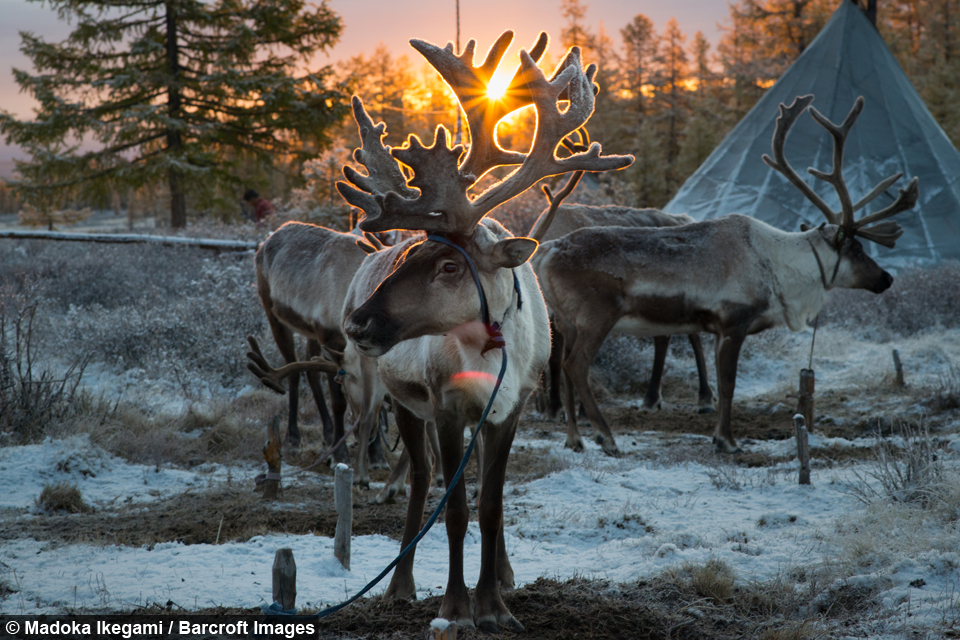 White Wolf : Fascinating photos of the last remaining nomadic groups of ...