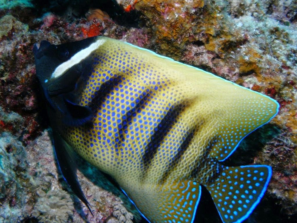 Angelfish - Ikan Angel