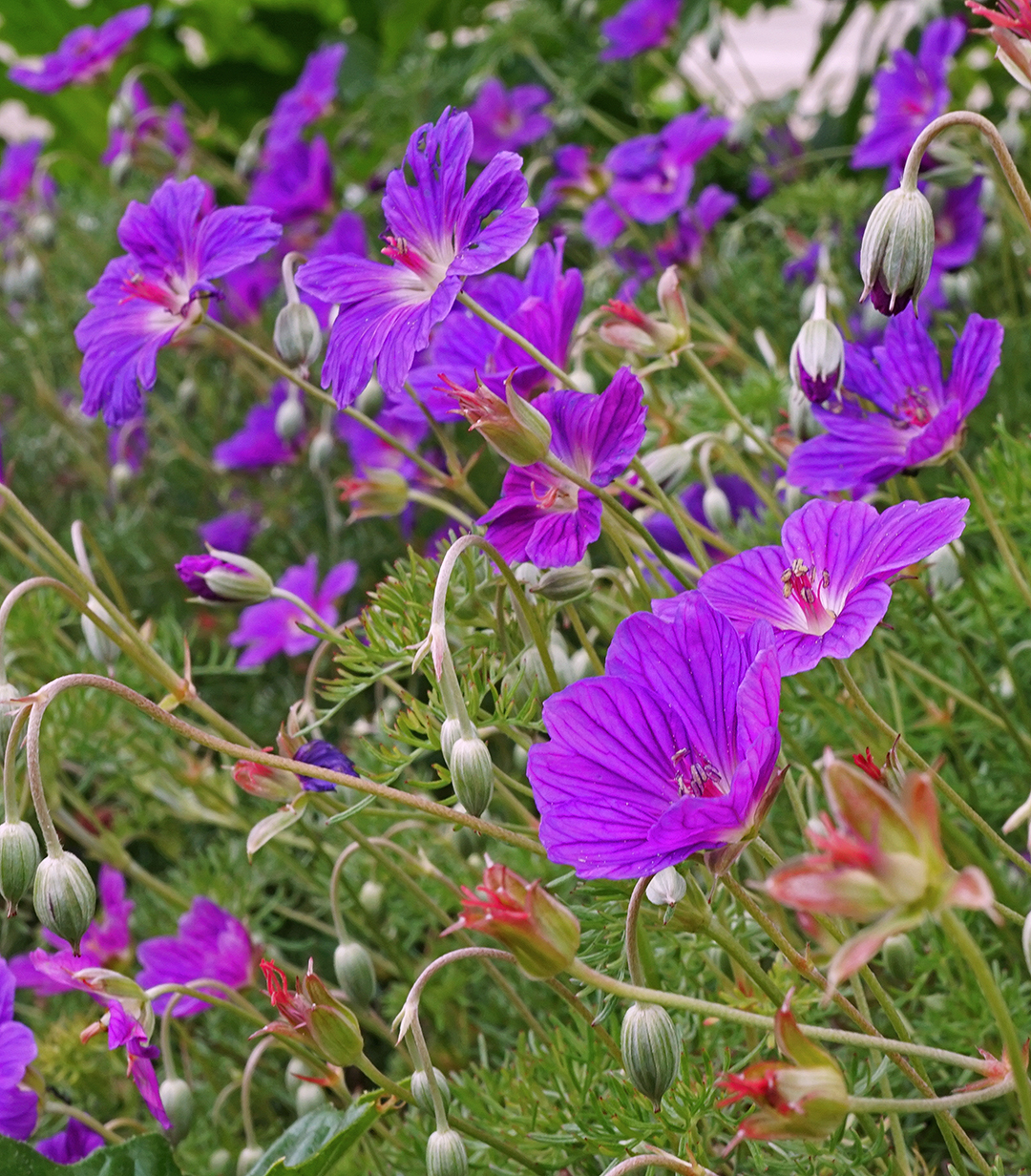 Alpine Garden Society Victorian Group: Geranium incanum.