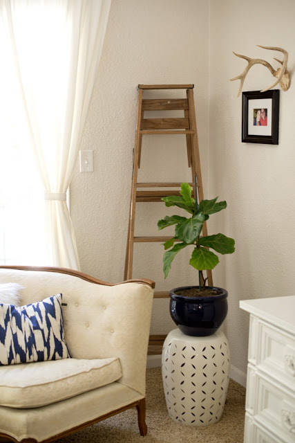 Simple Details: Fiddle Leaf Fig - Not So Big? Try These Ideas