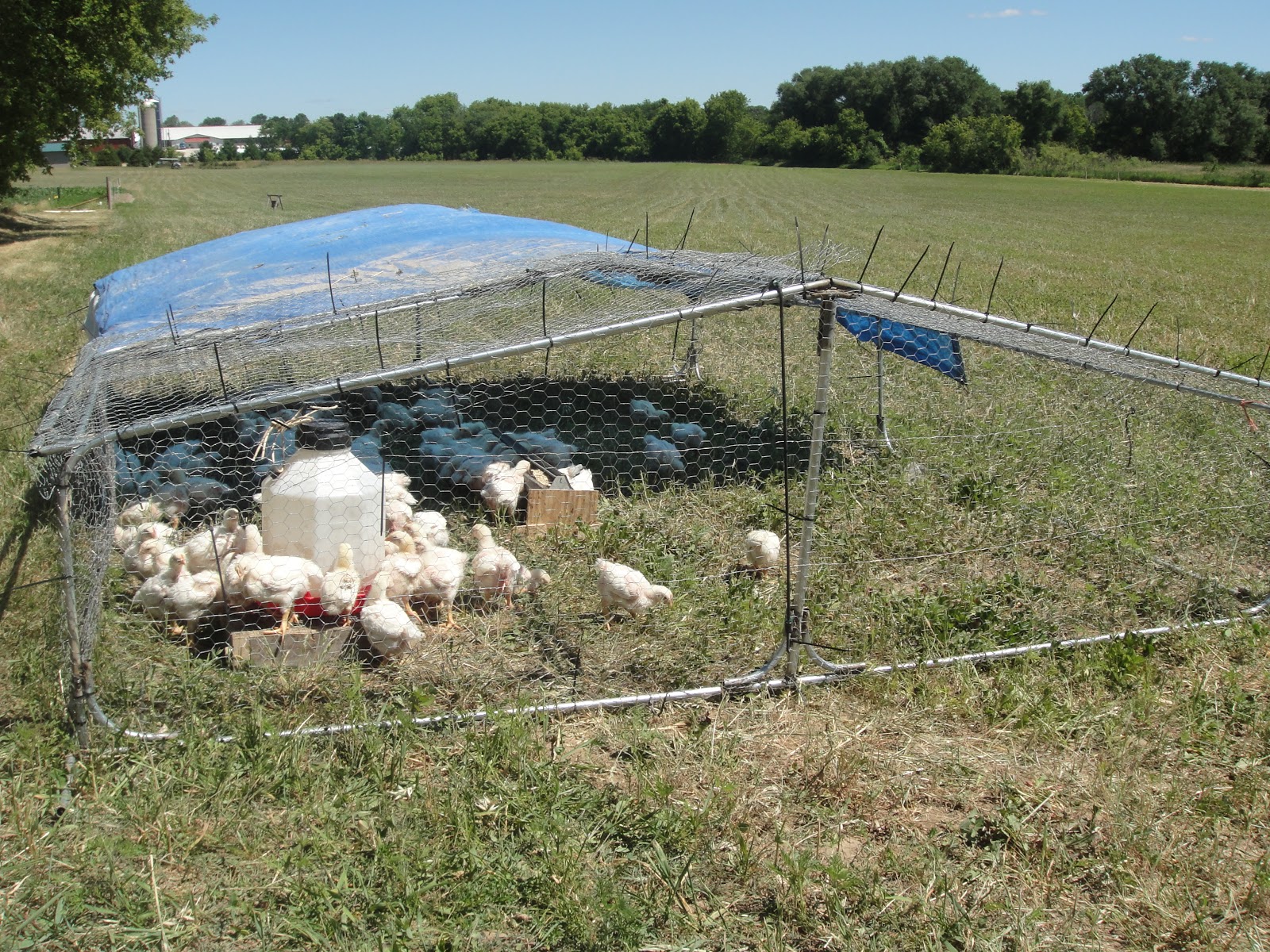 Morning Star Family Farm: Coming Soon to Your Table: Pastured Broiler ...