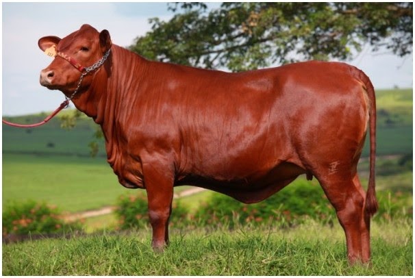 Generalidades de la Ganadería Bovina.: Senepol