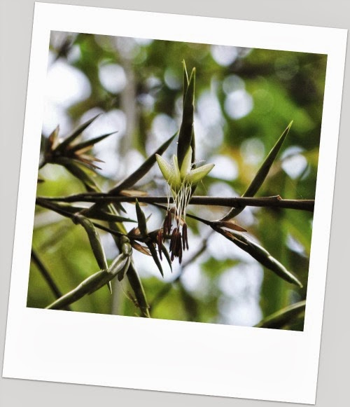 ¡Qué Pasa! Magazine: Monte Choca State Forest in Corozal: An Adventure ...