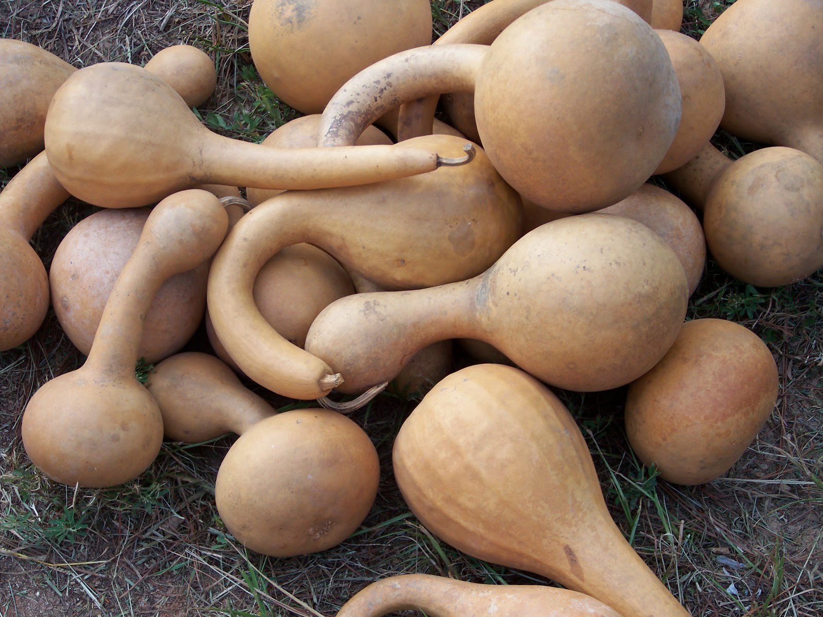 Conscious Art Studios: Gourd Art ~ Using the Gourd as a Palette