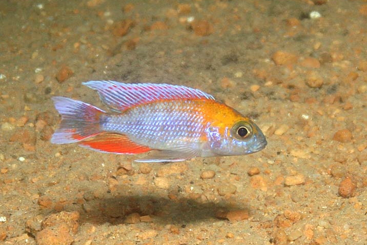 ...ruessbrugg retour ond es bizzli meh...: Malawi - Fische im Lake Malawi