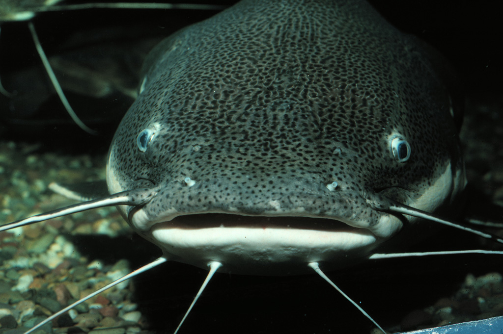 Redtail Catfish - Phractocephalus hemioliopterus ~ Aquascape Batang