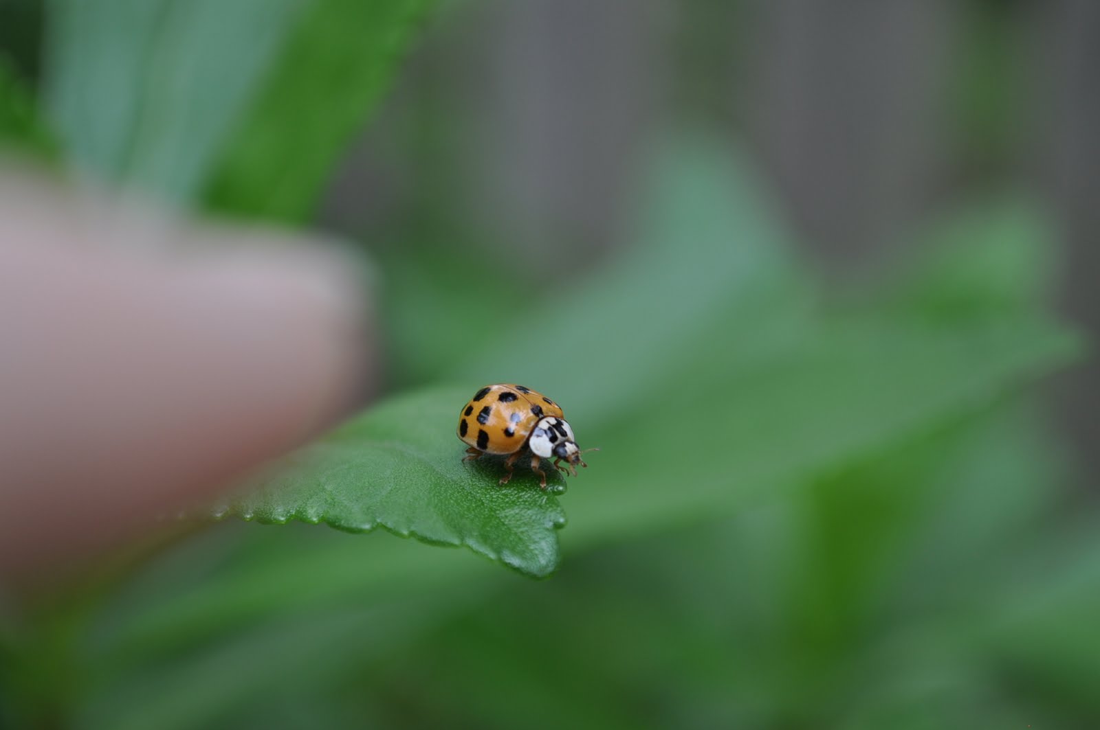 Lupus Hope: "Your Health" with Dr. Richard Becker and Cindy Becker