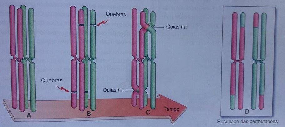 MONITORIA DINÂMICA CELULAR: Conferência 2 – Ciclo celular
