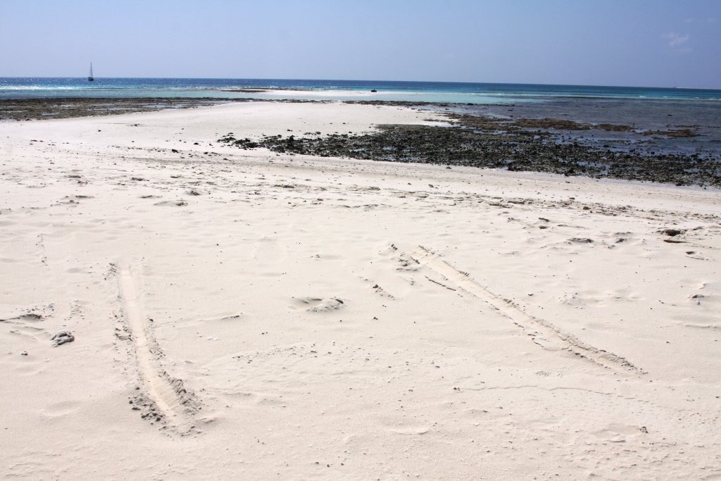 Dreamtime Sail: Just a one night stand at Vlasoff Cay.