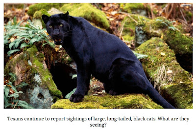 Texas Cryptid Hunter: The Latest Black Panther Reports (continued)