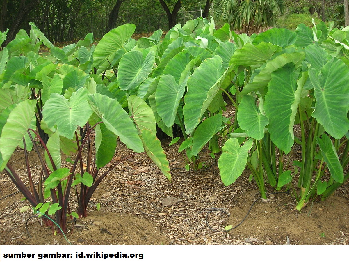 Pengolahan Tanah dan Penanaman Talas | anakagronomy[dot]com