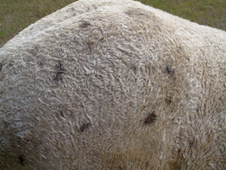 MoFoxtrotters: SPOTS before my eyes!