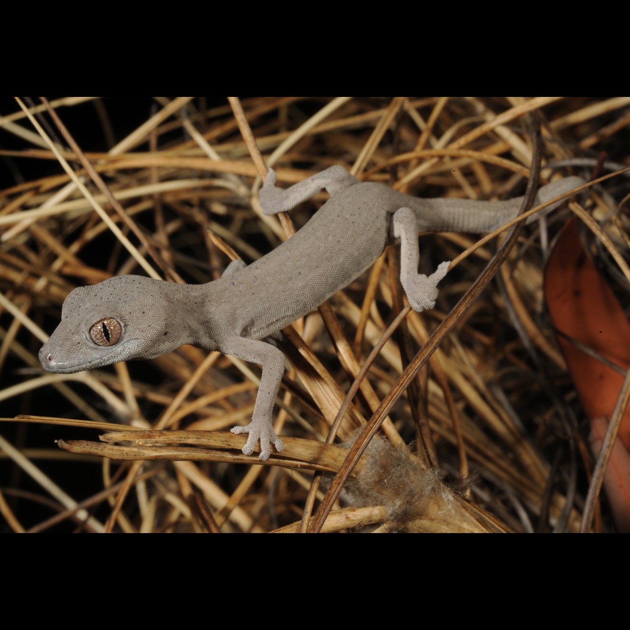 Species New to Science: [Herpetology • 2016] Strophurus congoo • A New ...