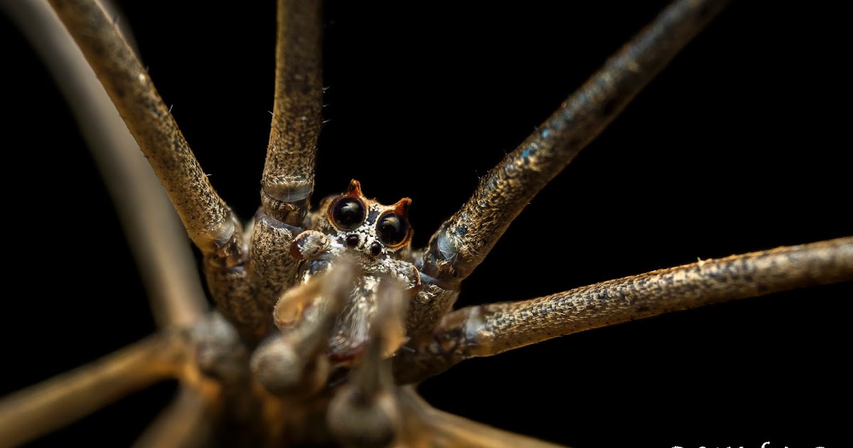 Mirrorless Macro Photography: Happy International Save a Spider Day ...